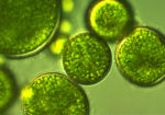 MyLand: A Soil Health Company. Rapidly improve soil health with live, native microalgae.
