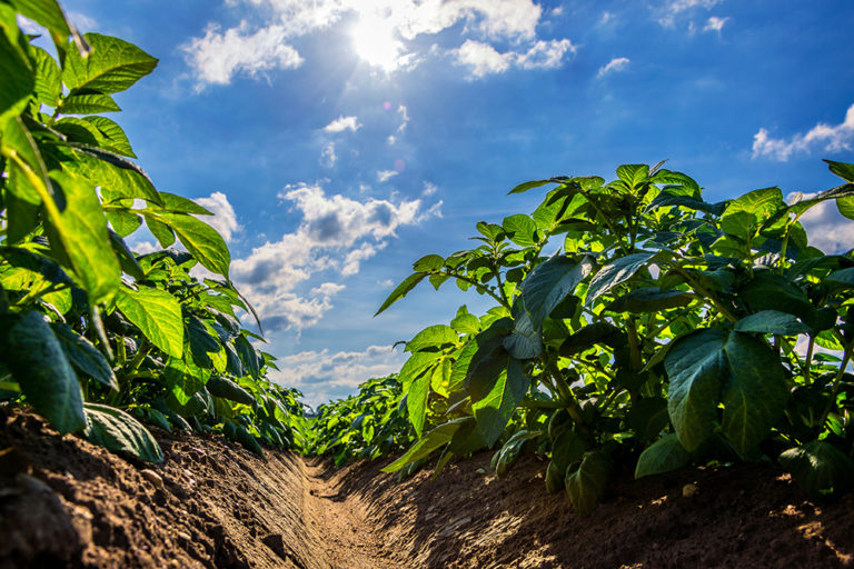 How Earthworms Improve Soil Health: 6 Key Benefits | MyLand